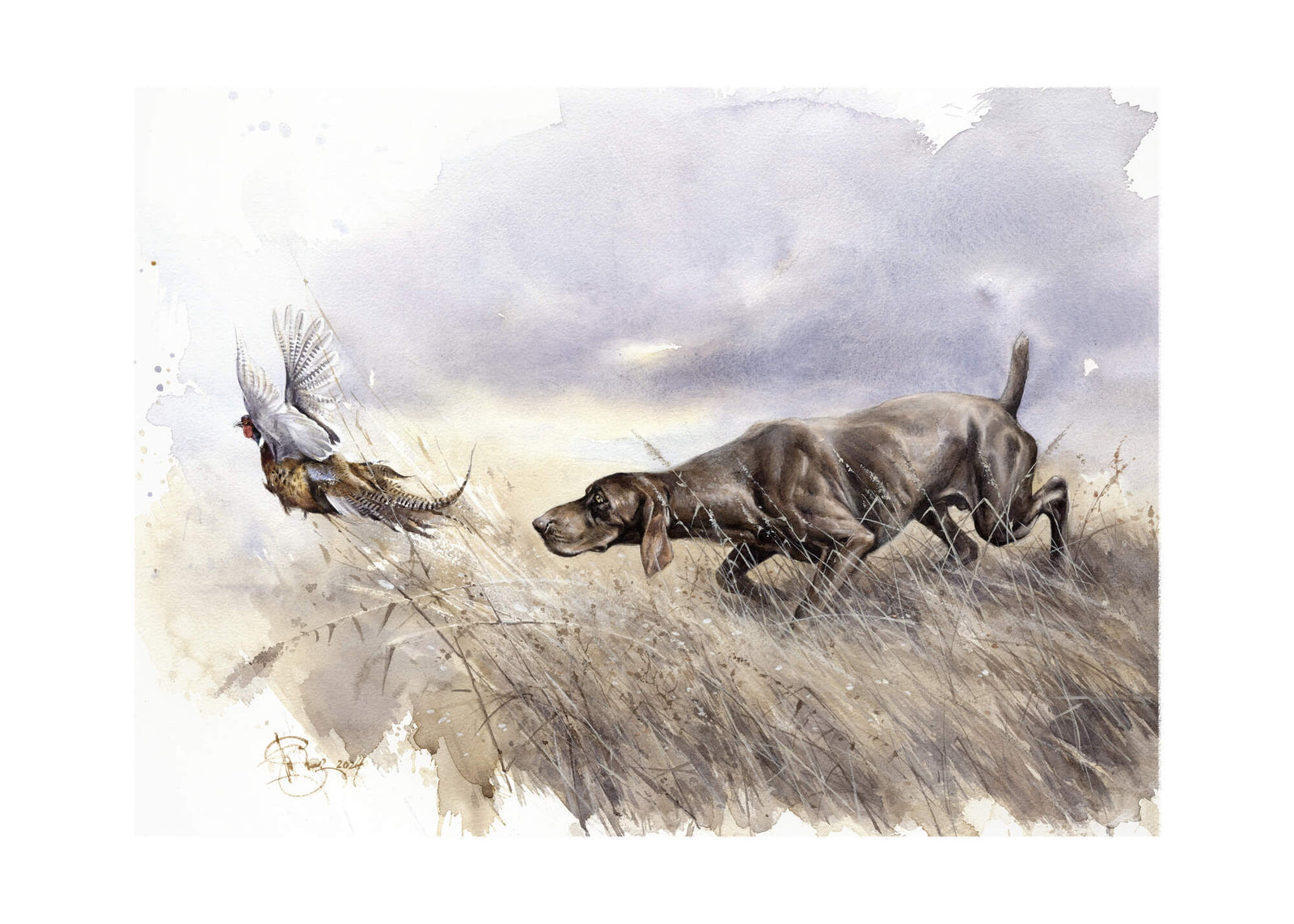 Author's print “German Shorthaired pointer”, hunting art for sale ...