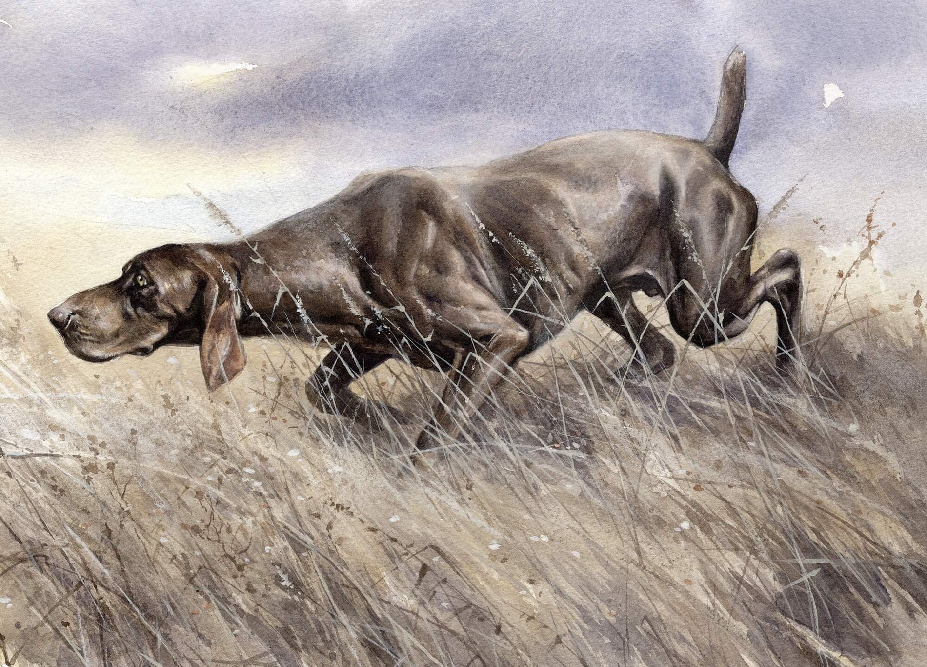 Author's print “German Shorthaired pointer”, hunting art for sale ...