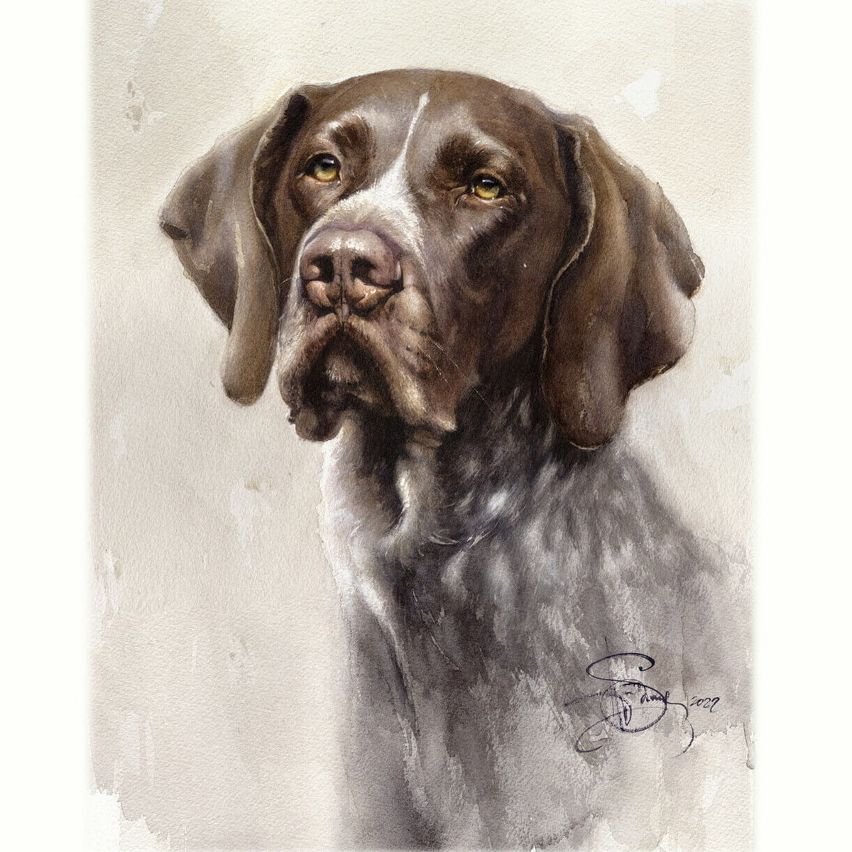 "German Shorthaired Pointer. Portrait" - Siurha Art