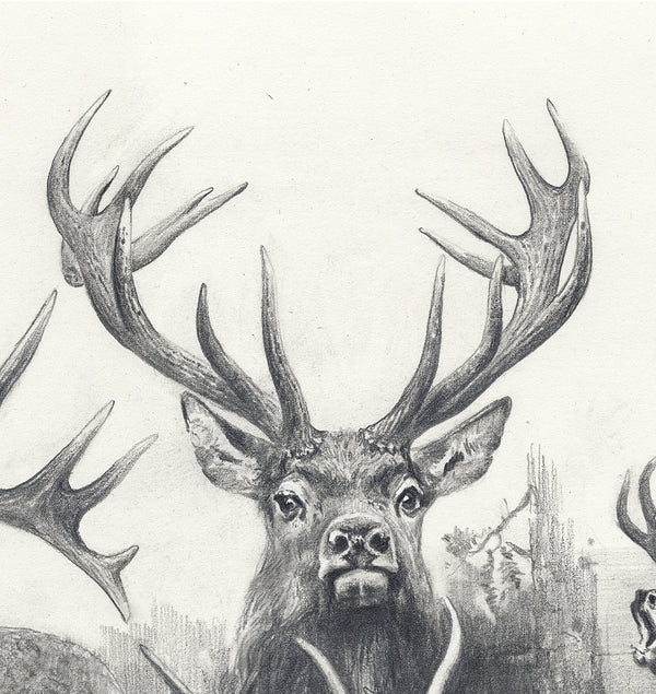Author's signed print ""European Roe Deer". - Siurha Art