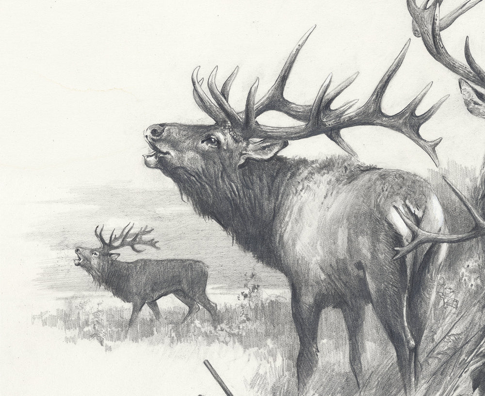 Author's signed print ""European Roe Deer". - Siurha Art