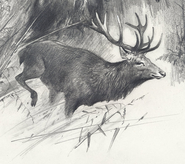 Author's signed print ""European Roe Deer". - Siurha Art