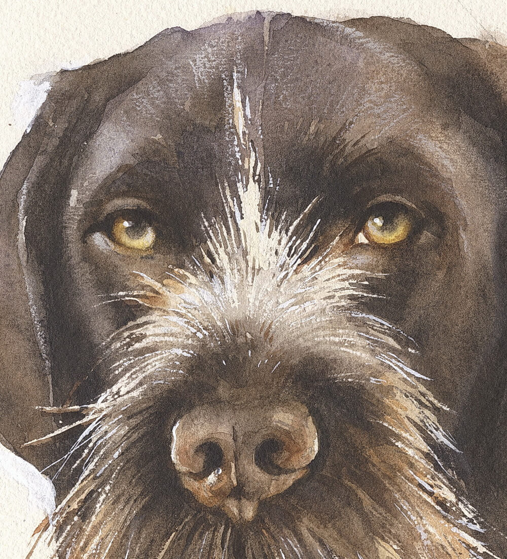 Author's print "Deutsch Drahthaar", Drahthaar Art, Dog Art, Wirehaired ...