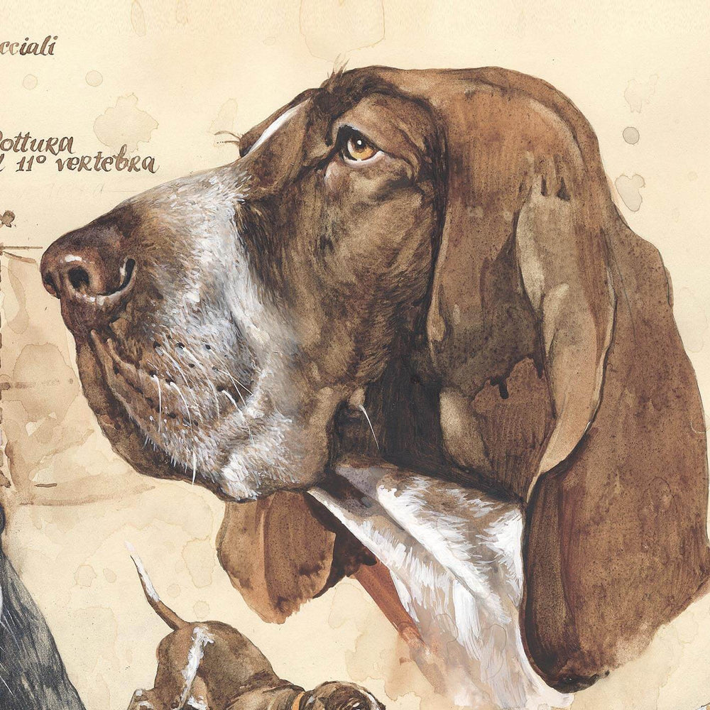 Print of Bracco Italiano, high quality reproduction, Pointer Bracco ...