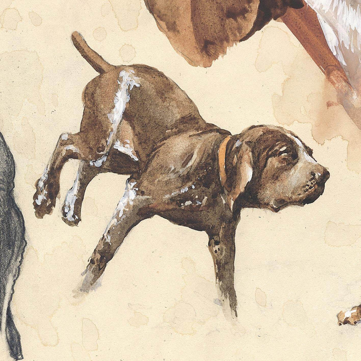 Print of Bracco Italiano, high quality reproduction, Pointer Bracco ...