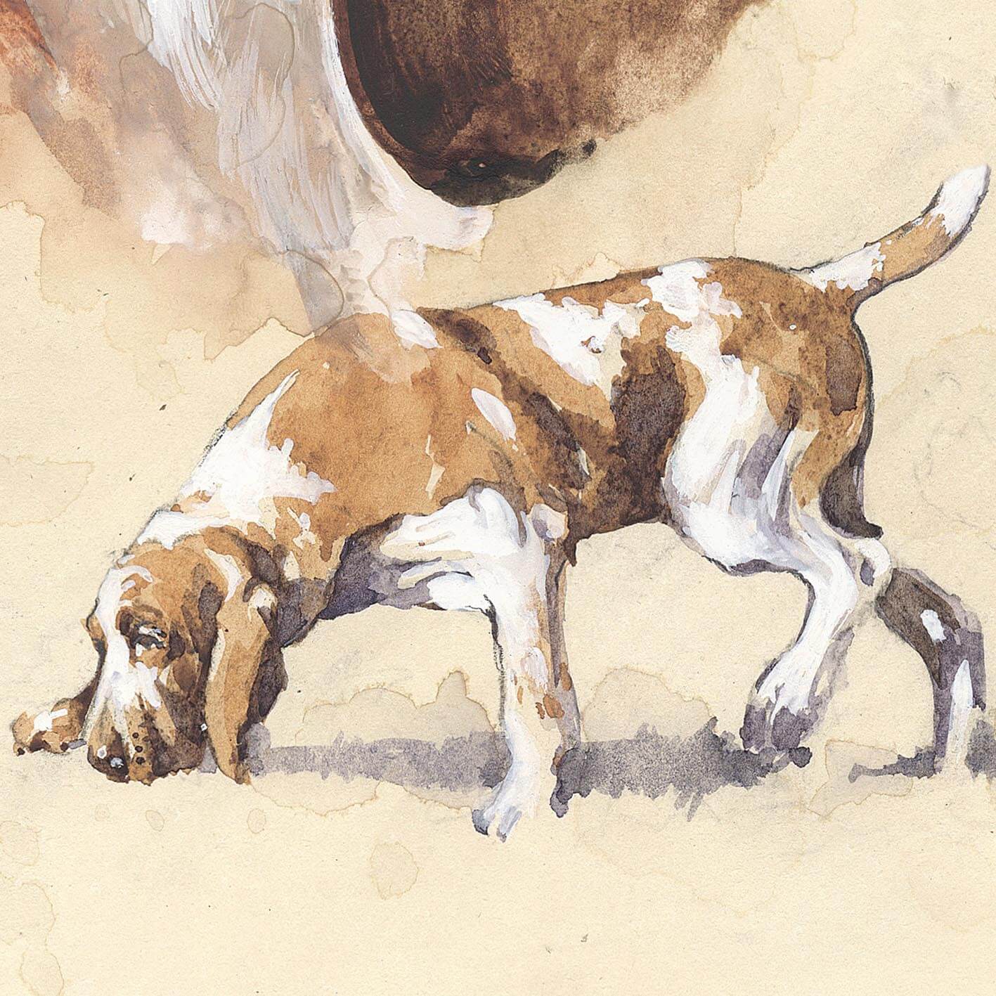 Print of Bracco Italiano, high quality reproduction, Pointer Bracco ...