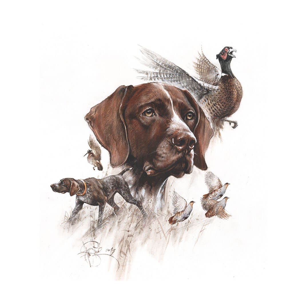 Author's print “German Shorthaired pointer”, hunting art for sale ...