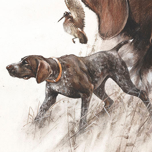 Author's print “German Shorthaired pointer”, hunting art for sale ...
