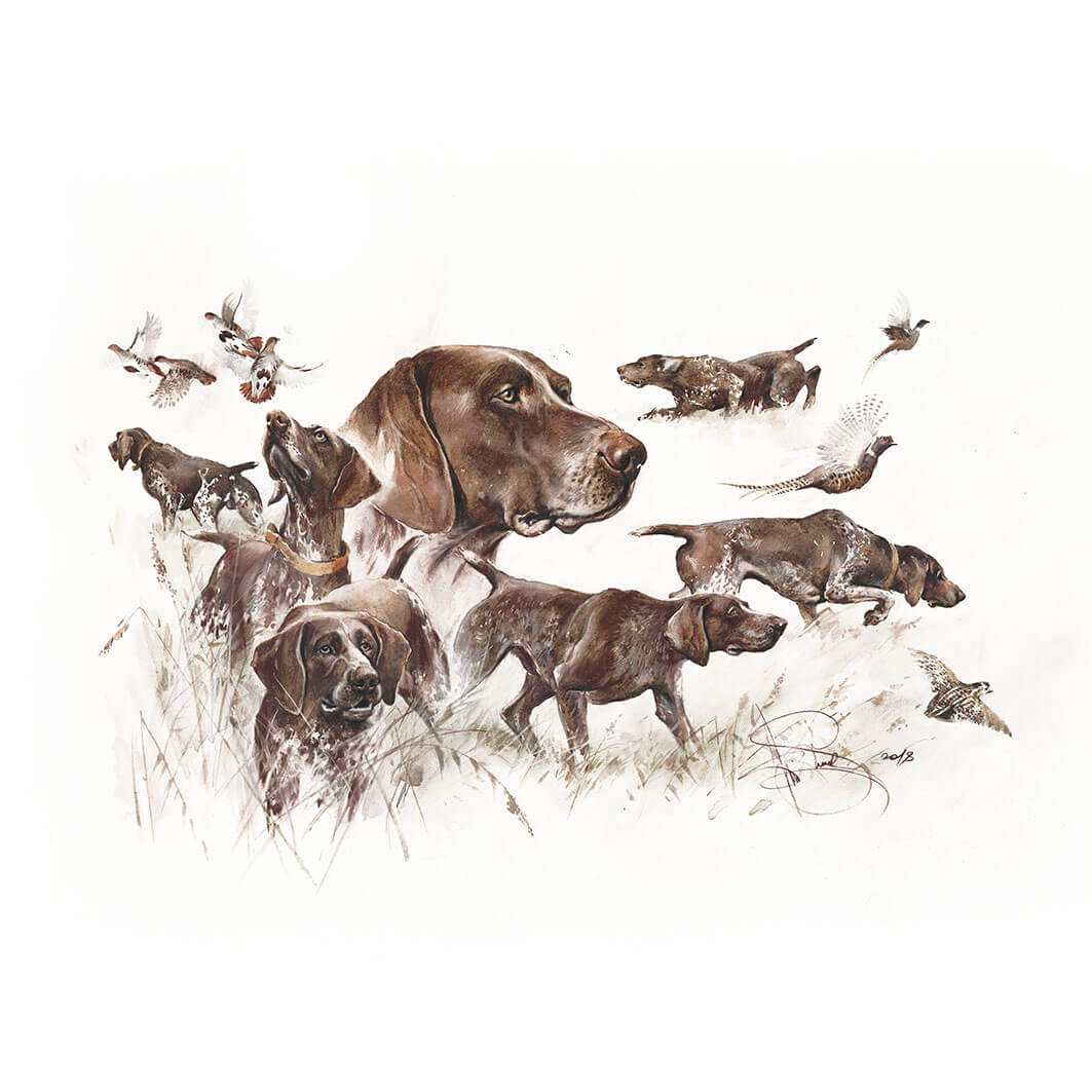 german shorthaired pointer coloring pages